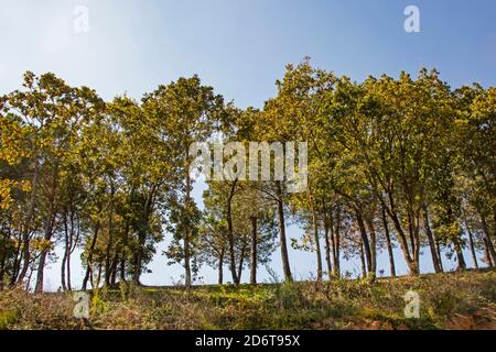 the most basic oxygen source trees Stock Photo - Alamy