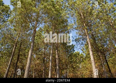 the most basic oxygen source trees Stock Photo - Alamy