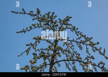 the most basic oxygen source trees Stock Photo - Alamy