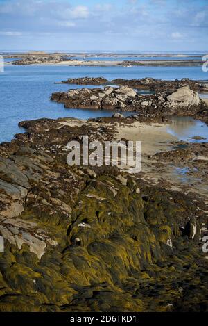 Chausey Islands (Normandy, north-western France): oyster farming ...