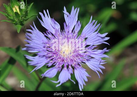 Cornflower Aster - Stokes Aster - Stokes' Aster (Stokesia laevis ...
