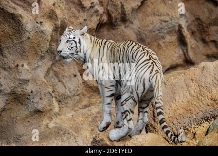 tiger in zoo, digital photo picture as a background Stock Photo - Alamy