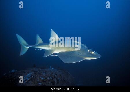 Bowmouth guitarfish (Rhina ancylostoma) is a cartilaginous fish native ...