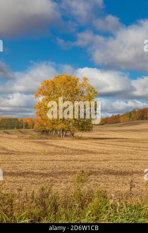 Rural wisconsin fields in autumn from above Stock Photo - Alamy