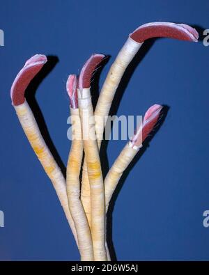 deep sea, hydrothermal vent life, giant tube worms, Riftia pachyptila ...