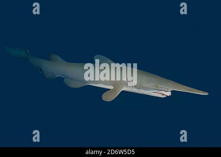 Deep sea goblin shark, Mitsukurina owstoni, on white background Stock Photo - Alamy