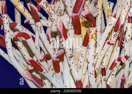 Riftia pachyptila, Giant Tube Worms Stock Photo - Alamy