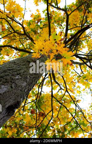 Bottom view of a Maple tree with sunlit autumn leaves. Abruzzo, Italy ...