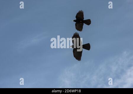 Pair of Alpine chough flying over Picos de Europa mountains, Spain ...