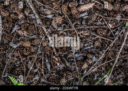 Fir forest stems texture. Tall pine trees trunks patterns. Winter ...