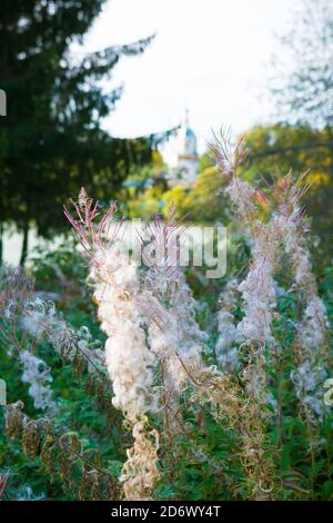 Ivan chai, Chamaenerion angustifolium, fireweed, great willowherb ...