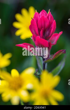 Rose Paintbrush (Castilleja linarifolia), Rocky Mountains, CO, USA, by ...