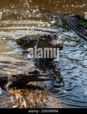 Caiman in the Amazon river in Ecuador Stock Photo - Alamy