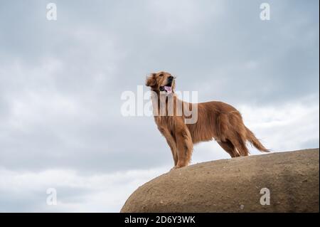 Golden retriever standing on top of the rock Stock Photo - Alamy
