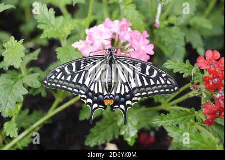 A butterfly pictured at 'Sensational Butterflies', a new exhibition ...