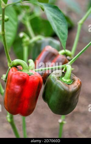 Close-up of green bell pepper, celery and cucumbers in wooden bowl over ...