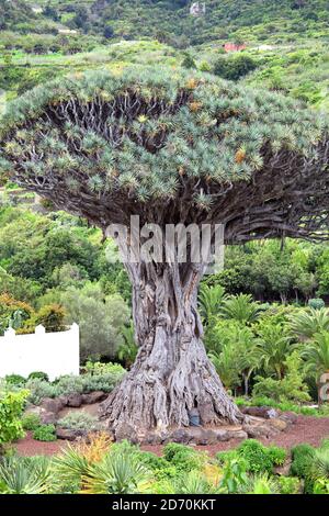 1000 years old Drago tree and Church of Mayor de San Marcos in the old ...