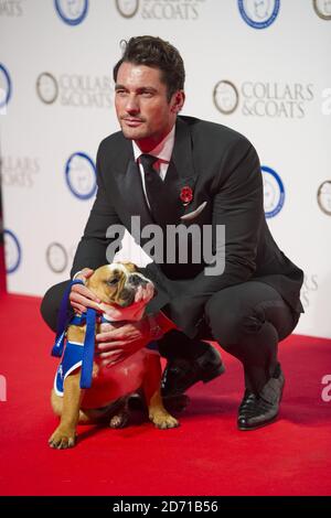 David Gandy arrives at the Battersea Dogs' Collars and Coats Gala ...