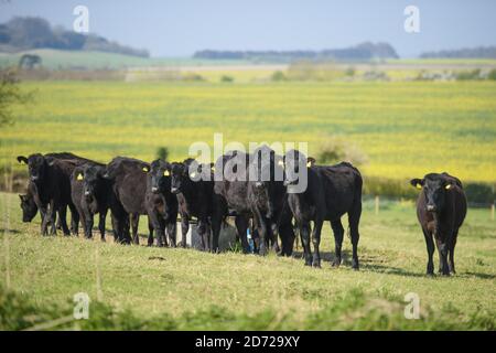 Black Angus cattle farming, colourful wildflowers, Amish farmland ...