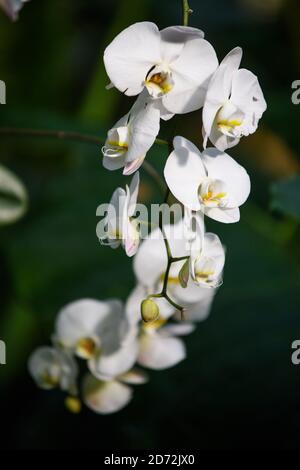 Kew Gardens orchid festival 2018 Stock Photo - Alamy