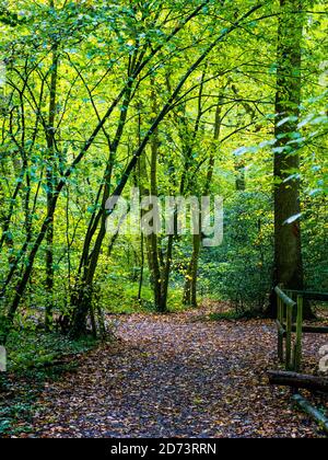 Path, Autumn Woodlands, Clayfield Copse, Emma Green, Caversham, Reading ...