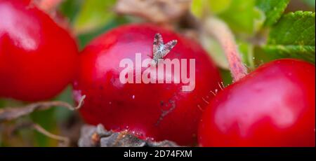 Rose Hip Fly / Rhagoletis alternata foraging on top of a bright red ...
