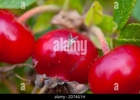 Rose Hip Fly / Rhagoletis alternata foraging on top of a bright red ...