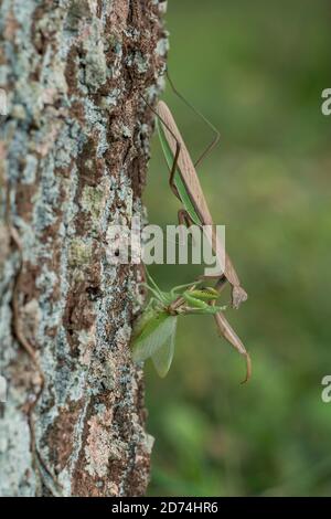Harabiro Mantis (Hierodula patellifera) feeding on Kunugi (sawtooth oak ...