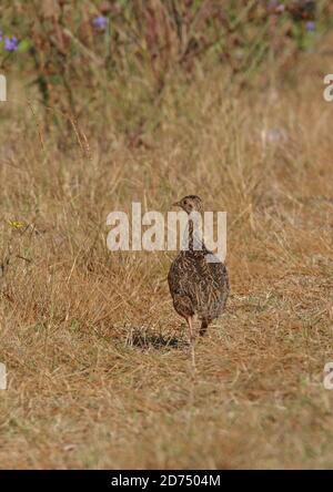 Spotted Nothura (Nothura maculosa) adult walking through Pampas ...