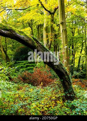 Fallen Tree, Clayfield Copse, Emma Green, Caversham, Reading, Berkshire ...