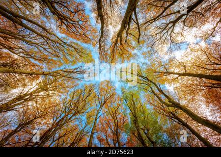 trees without leaves in backlight at sunset Stock Photo - Alamy