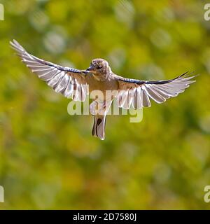 Green finch in mid flight Stock Photo - Alamy