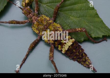 Female Mearnsiana bullosa, stick insect, showing camouflage colouration ...