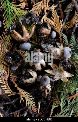 Beaked earth-star fungus Stock Photo - Alamy
