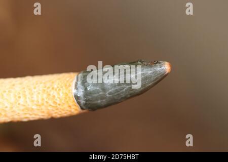The Dog Stinkhorn, Mutinus caninus, showing detail of the green spore ...