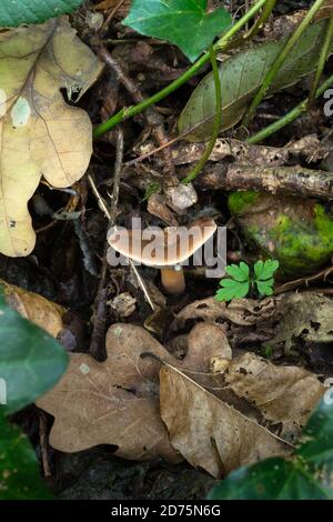 Weeping milk cap (Lactifluus volemus). Called Orange-brown milky, Tawny ...