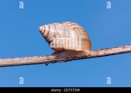 Helicinan Snail (Rabdotus sp Stock Photo - Alamy