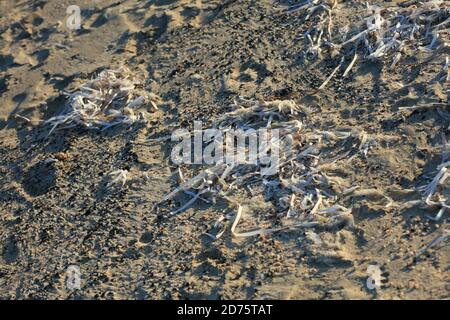 Dead sea weed in crete island summer modern high quality print Stock ...