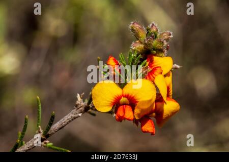 The reddish yellow pea shaped flowers of the Australian native shrub ...