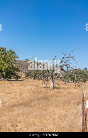 Gnarly Textured Dead Oak Tree Trunk. natural Background. Powderham ...