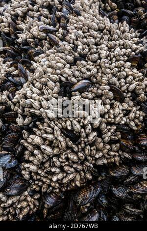 Gooseneck barnacles, Olympic National Park, Washington, USA Stock Photo ...
