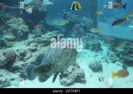 Giant grouper's front face Stock Photo - Alamy