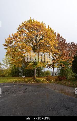 autumn avenue in Langenfeld, Eifel Stock Photo - Alamy