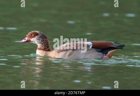 Egyptian goose (Alopochen aegyptiaca Stock Photo - Alamy