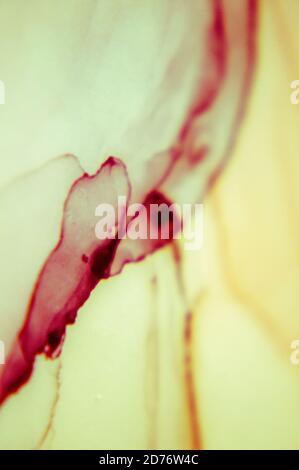 Part of original alcohol ink painting. Modern art. Abstract colorful ...