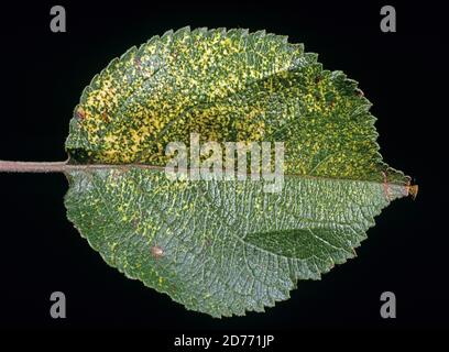 Yellow mottling effect caused by apple mosaic virus (AMV) to a leaf ...