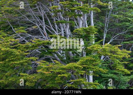 Lenga tree, Nothofagus pumilio, Wulaia Bay, Navarino Island, Murray ...