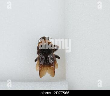 Bombus (Crotchiibombus) crotchii Cresson, 1878, Animalia, Arthropoda ...