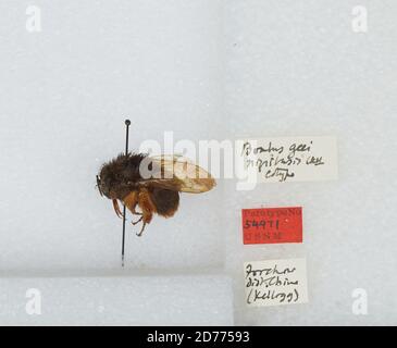 Fuzhou, Fujian, China, Bombus (Rufipedibombus) eximius Smith, Animalia ...