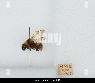 Mount Kuro, Daisetsuzan, Japan, Bombus (Diversobombus) diversus Smith ...